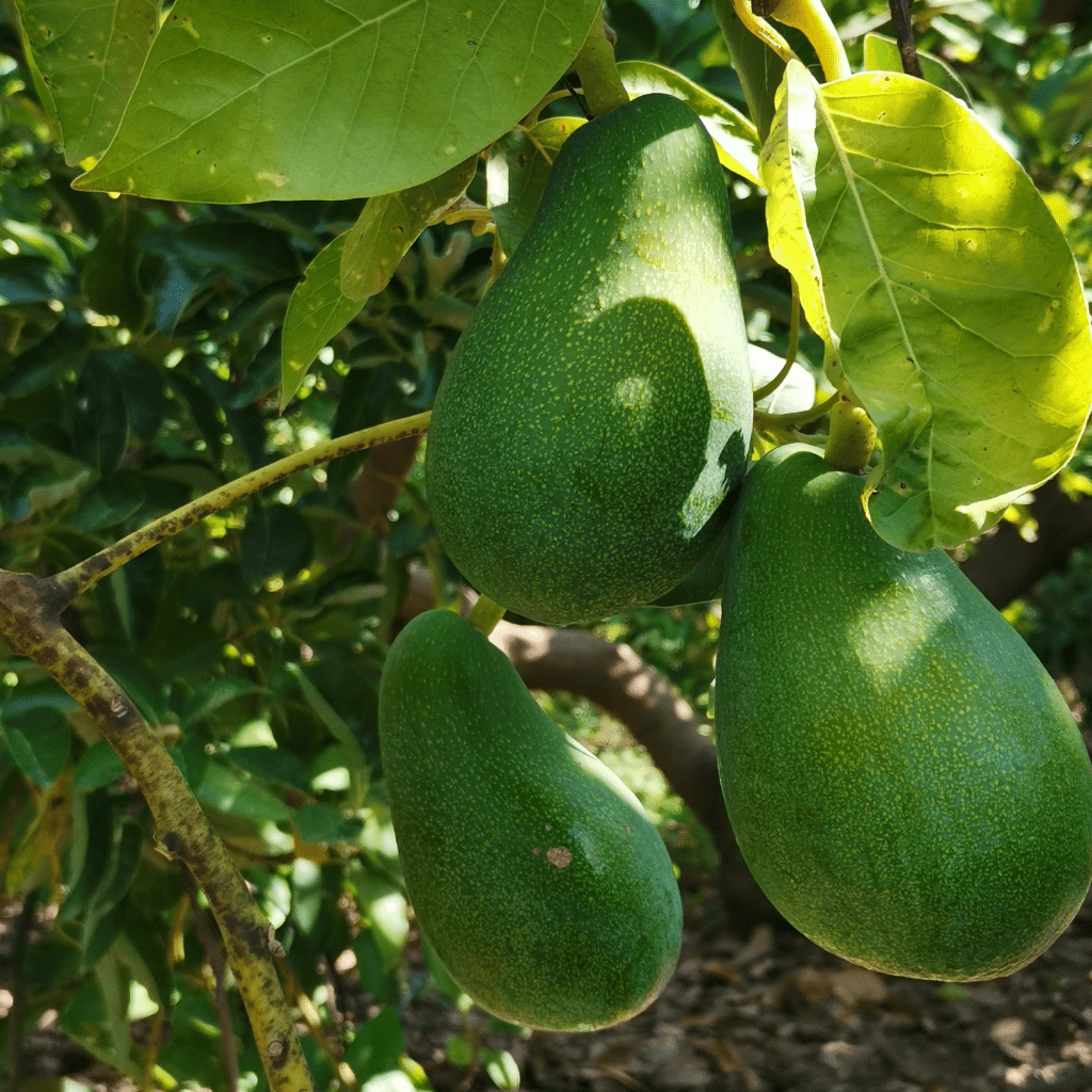 Büyük Boy Hass Avokado- 5 adet